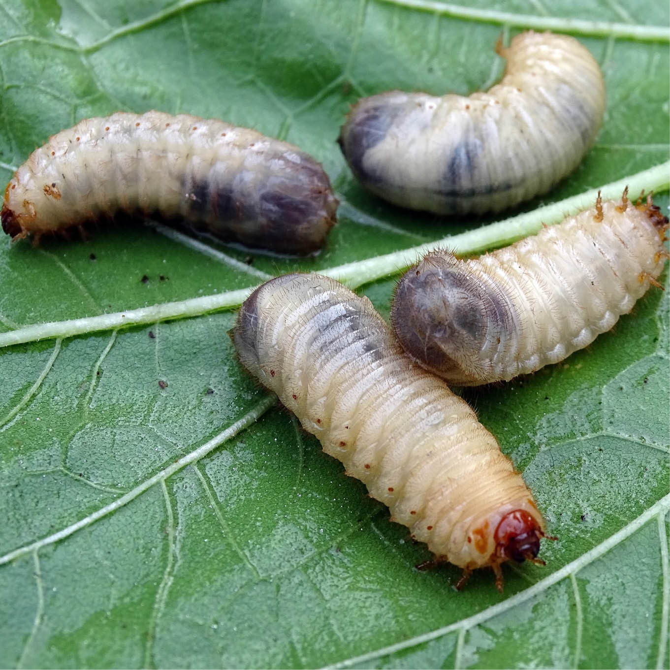 Larver i gräsmattan? - Xeed