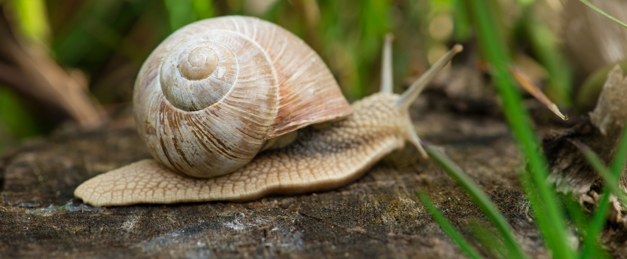 Sniglar i gräsmattan- Xeed